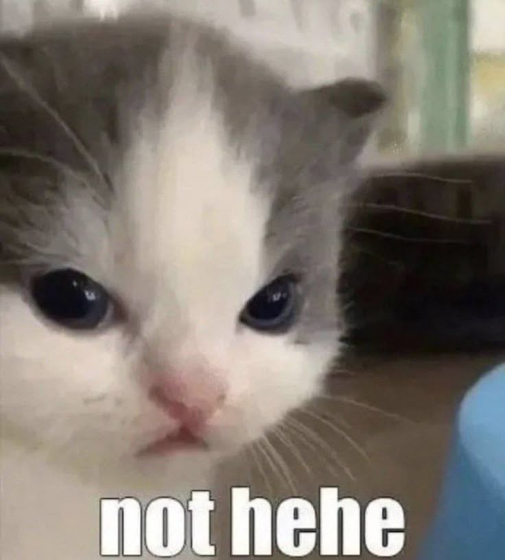 kittydev - Developer Profile | devhub.in.th